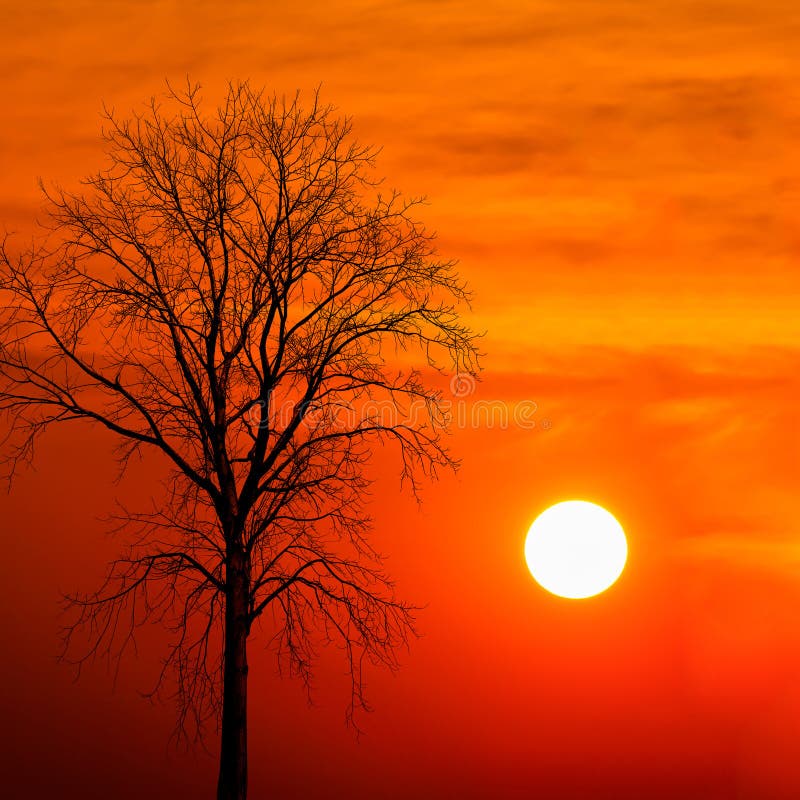 Silhouette Dead Tree At Sunset Stock Photo - Image of outdoor, death ...