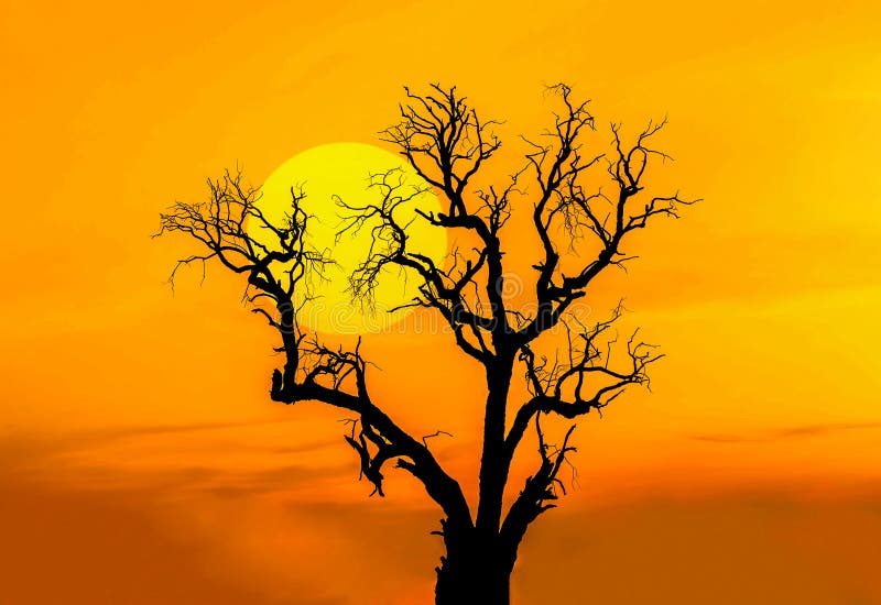 Silhouette Dead Tree on the Sunset Stock Photo - Image of leaves, time ...