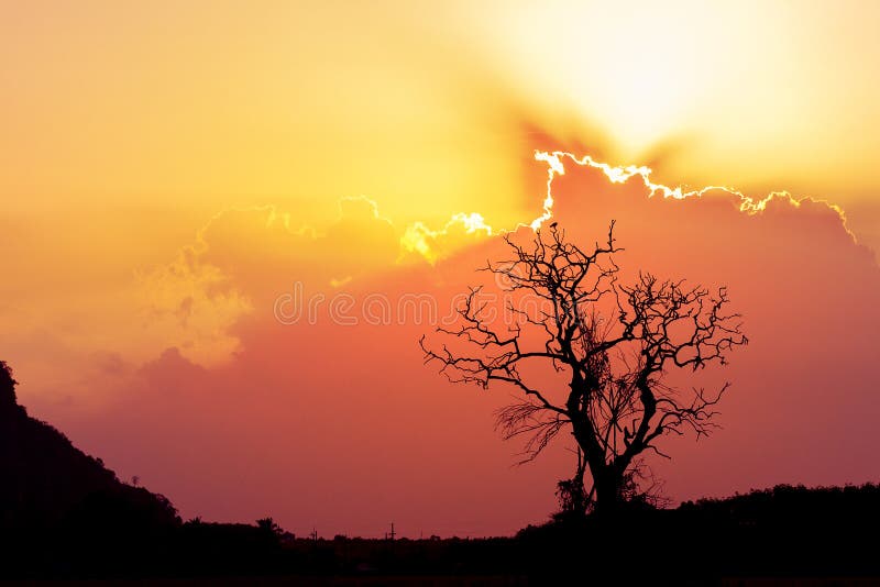 Silhouette Dead Tree and Sunset Stock Image - Image of orange ...