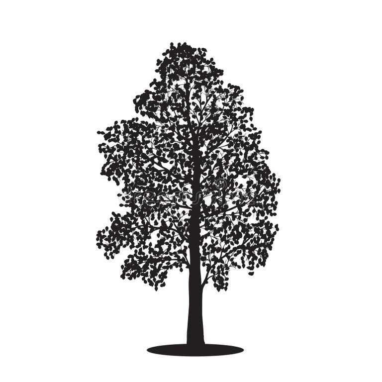Birch Tree Silhouette Vector Stock Illustrations – 5,714 Birch Tree ...