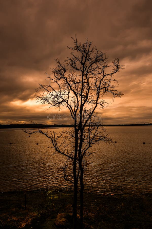 Silhouette of Die Tree beside Reservoir Stock Photo - Image of sunset ...