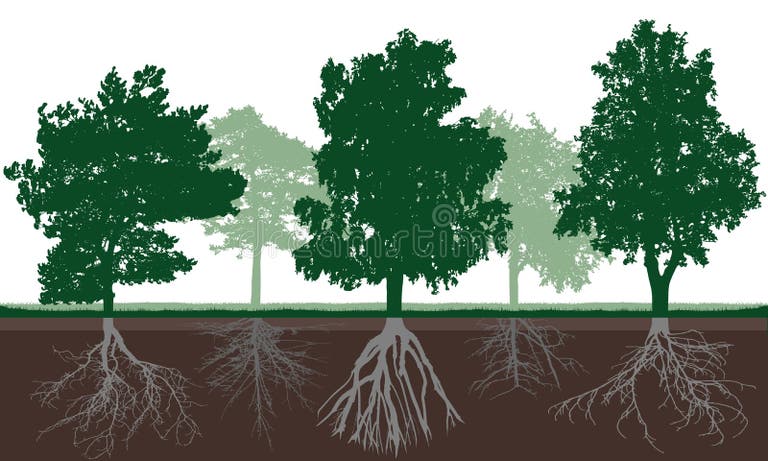 Trees Roots Below Ground Stock Illustrations – 31 Trees Roots Below ...