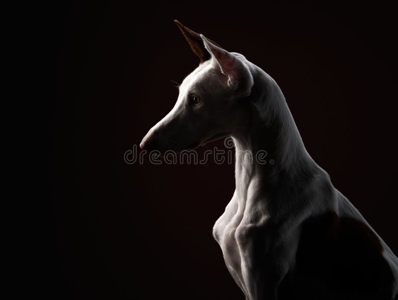 Dog On A Black Background In The Studio. Slim Spanish Greyhound ...