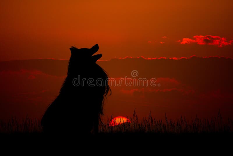 Silhouette of the Dog at Sunset Stock Illustration - Illustration of ...