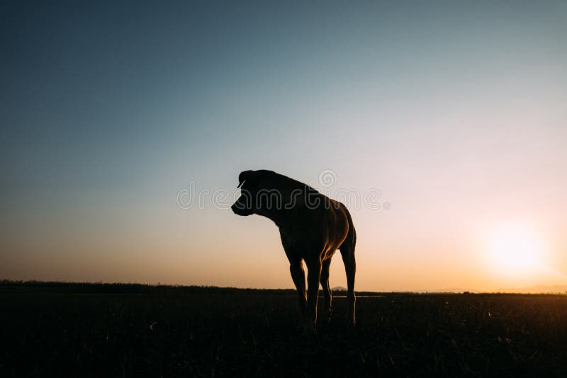 Silhouette Dog on Sunset Time Stock Image - Image of outdoor, colorful ...