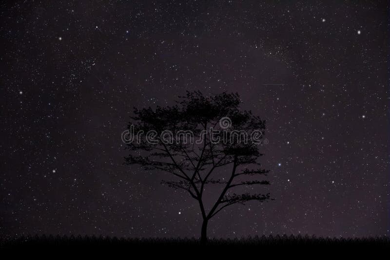Silhouette of a Dry African Tree Stock Photo - Image of space, watching ...