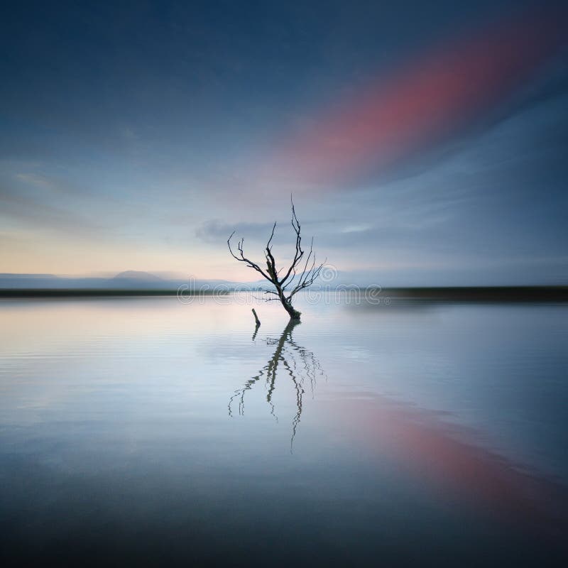 Silhouette of a Dry Tree in a Lake with Reflections in the Wat Stock ...