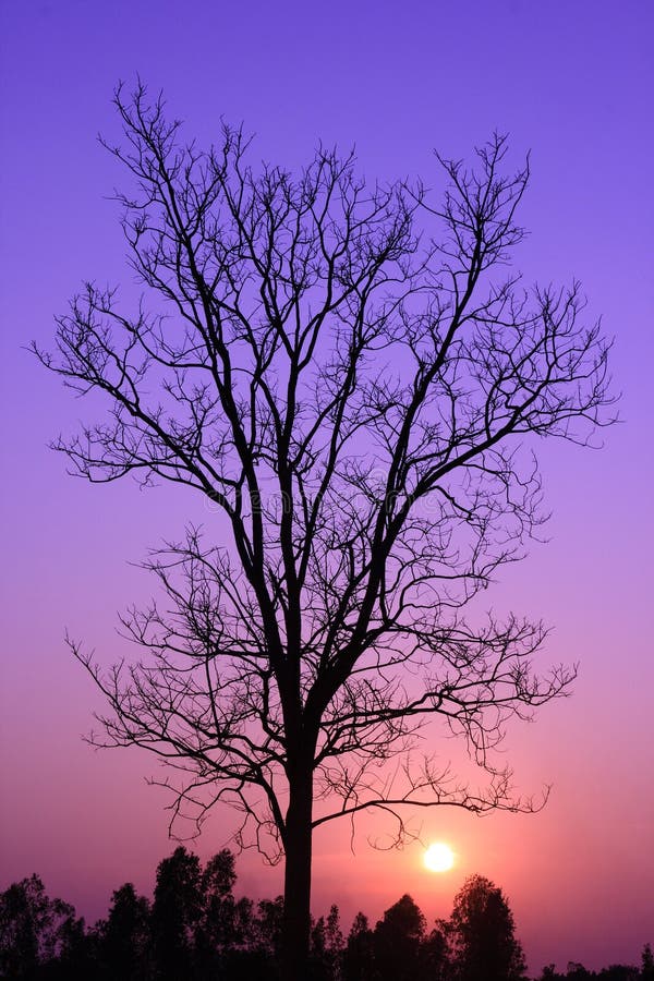 Silhouette of Dry Tree at Sunset Stock Photo - Image of landscape ...
