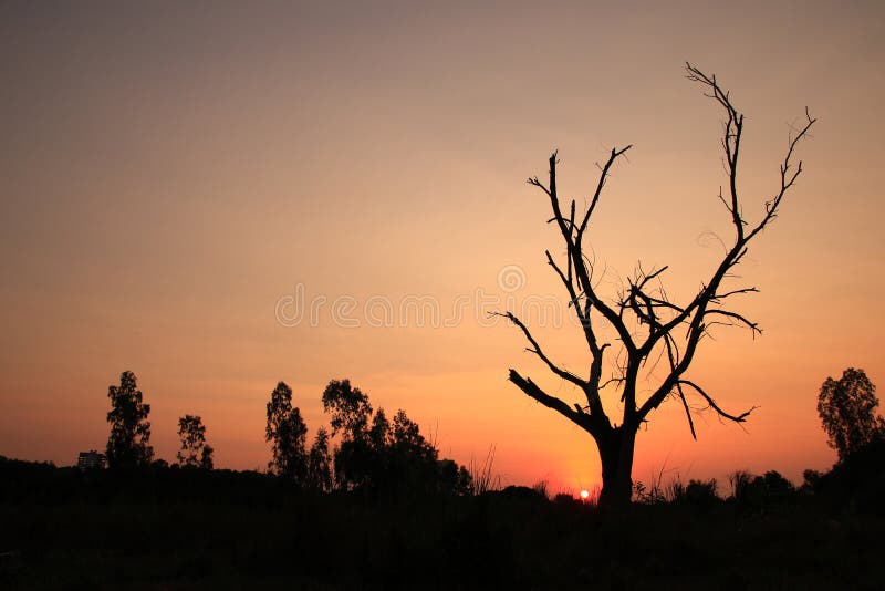 Silhouette of Dry Tree at Sunset Stock Photo - Image of landscape ...