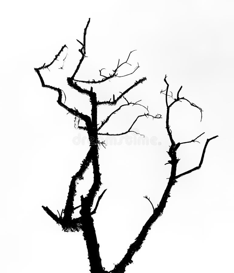 Silhouette of Dry Twig or Dead Tree Stock Photo - Image of dead, twigs ...