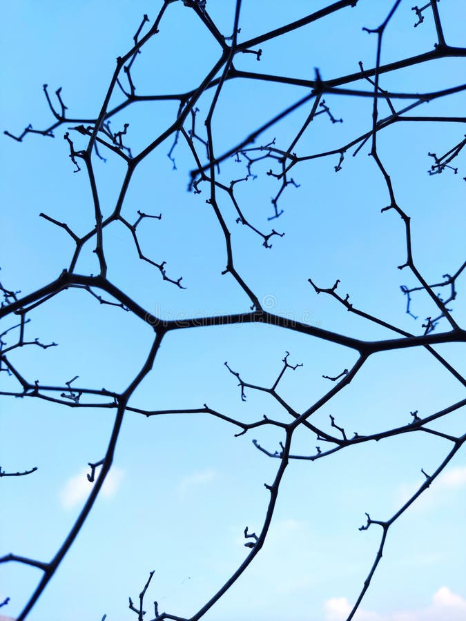 Silhouette of Dry Twigs Against the Background of a Beautiful Blue Sky ...
