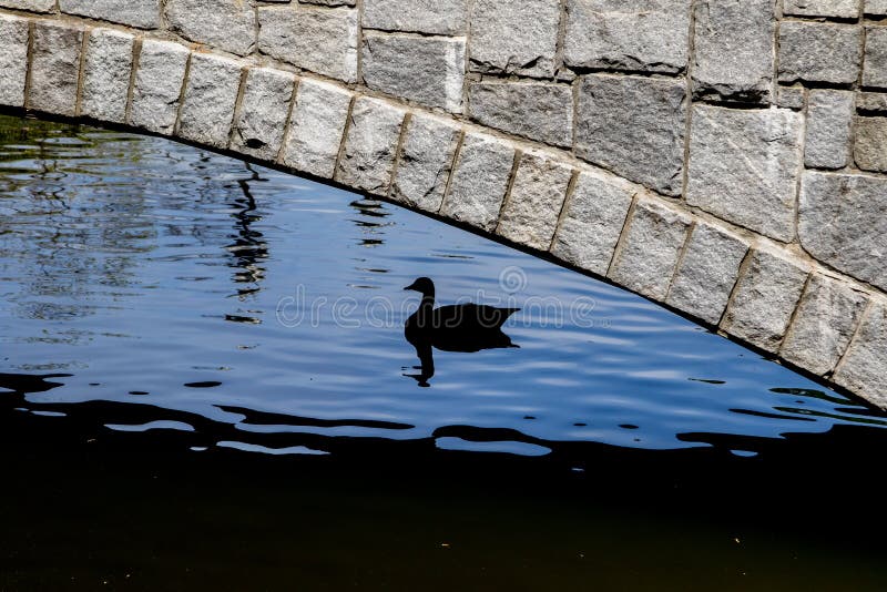 Duck Under Bridge stock image. Image of outdoor, bird - 112358409
