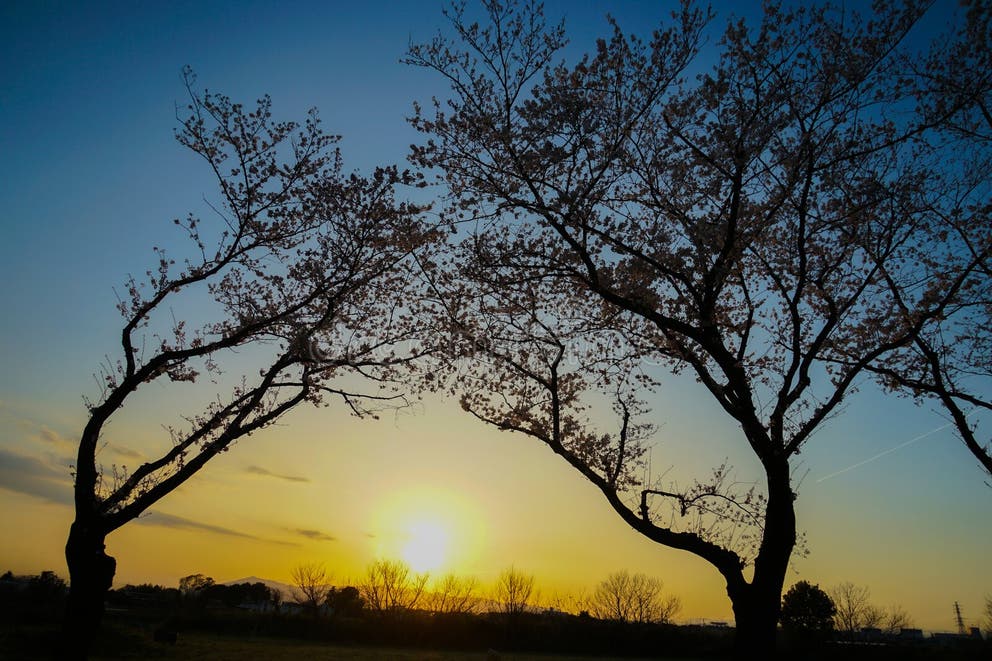 Silhouette of Dusk and Cherry Tree Stock Photo - Image of backlight ...