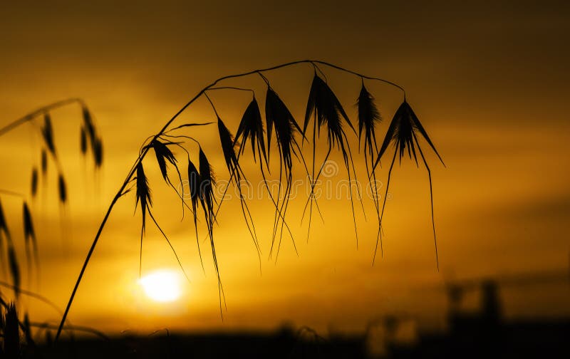 Silhouette of ear stock image. Image of rising, yellow - 31921583