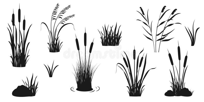 Silhouette Elements of Reeds and Aquatic Vegetation. Tall Marsh Grass ...