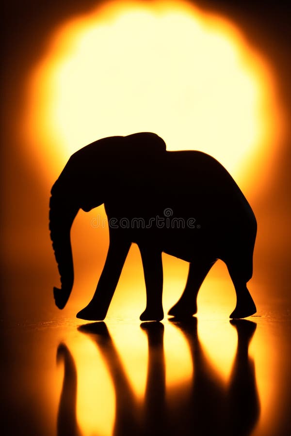 Silhouette of an Elephant Walking in a Sunset Stock Image - Image of ...