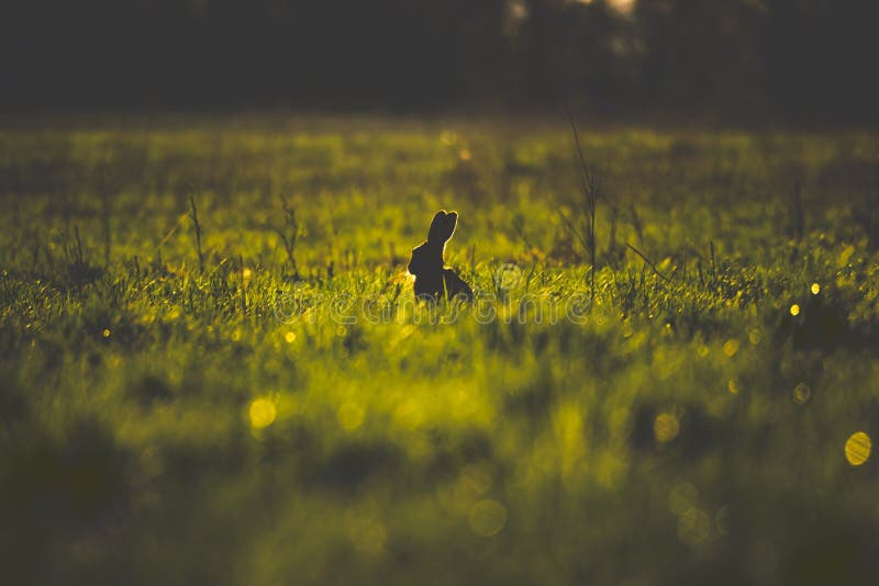 Silhouette of European Hare in the Green Field with Bokeh Lights Stock ...