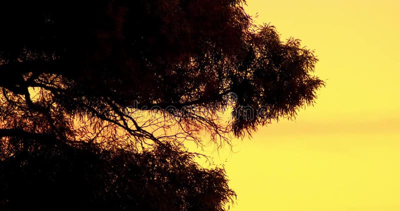 Incredible Evening View of Waving Tree Branches Stock Footage - Video ...