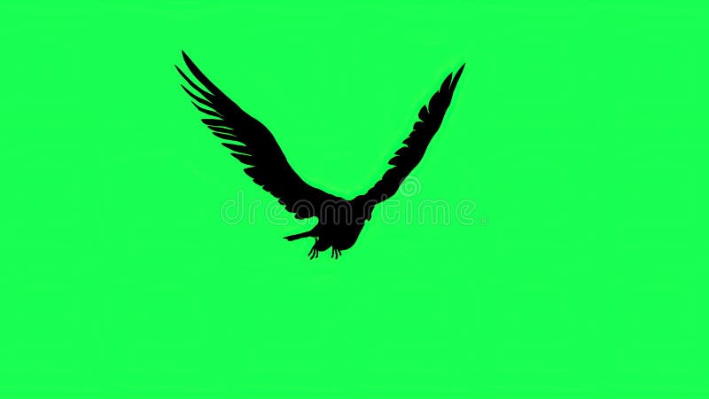 Silhouette of Falcon Gliding and Flapping Isolated on Green Screen ...