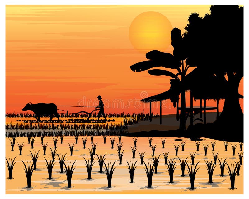 Silhouette Farmer Plow in Paddy Stock Vector - Illustration of plant ...