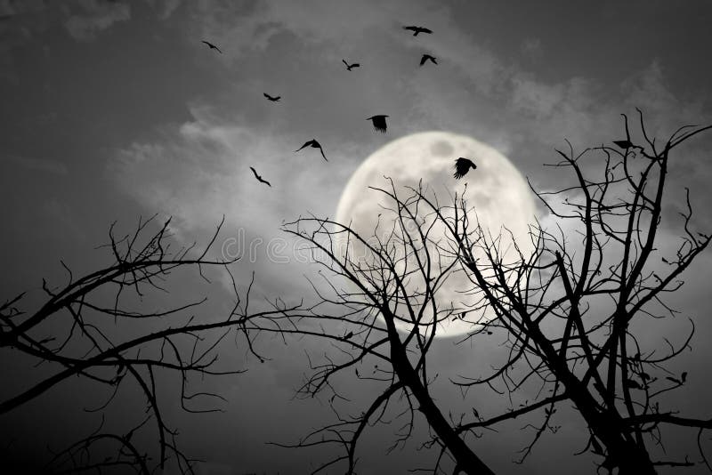Silhouette of a Flock of Crows Flying Over the Trees in the Forest at ...