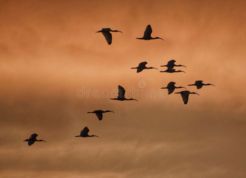 Silhouette of a Flock of Flying Cranes, Birds Against the Sunset Sky ...