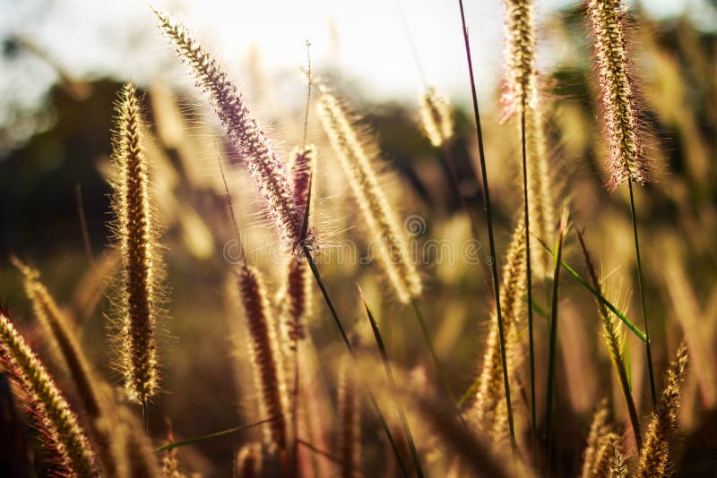 Silhouette Flower Blade of Grass Field Sunlight Rim Light. Stock Photo ...