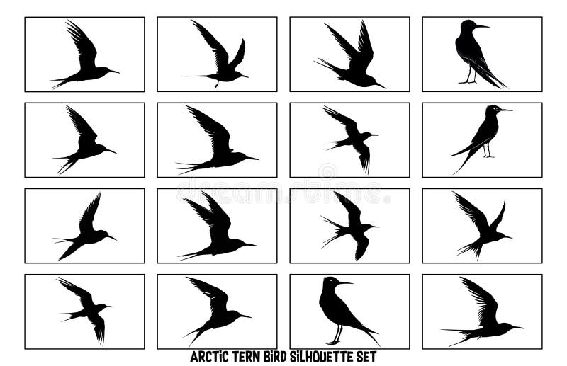 Silhouette of a Flying Arctic Tern. Flying Arctic Tern Bird Swarm ...