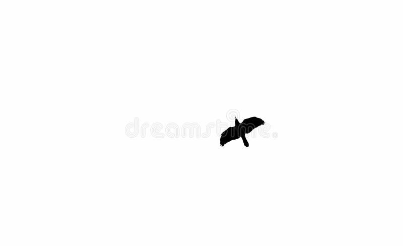 Silhouette of a Flying Crow. Stock Image - Image of aves, plane: 262538693
