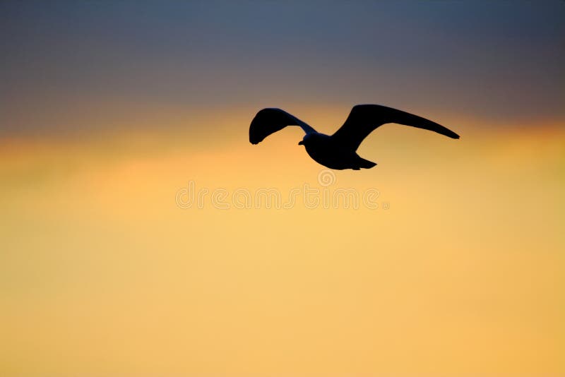 117 Shadow Flying Seagull Silhouette Stock Photos - Free & Royalty-Free ...