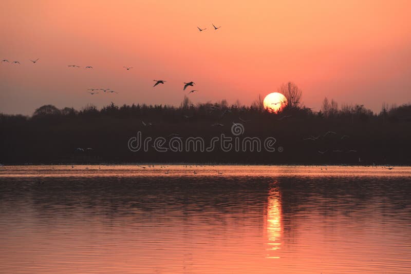 Silhouette of Flying Swans and Sunset. Stock Photo - Image of ripples ...