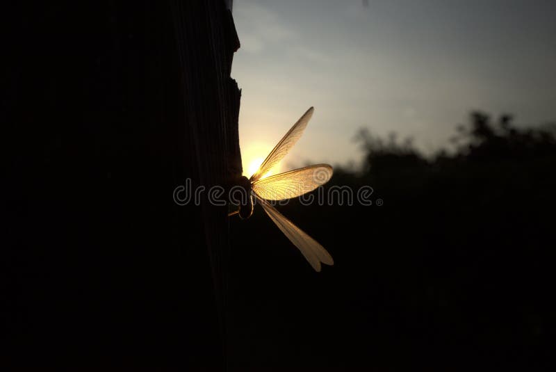 Silhouette of a Flying Termite, Laron or an Isoptera, a Scientific Name ...