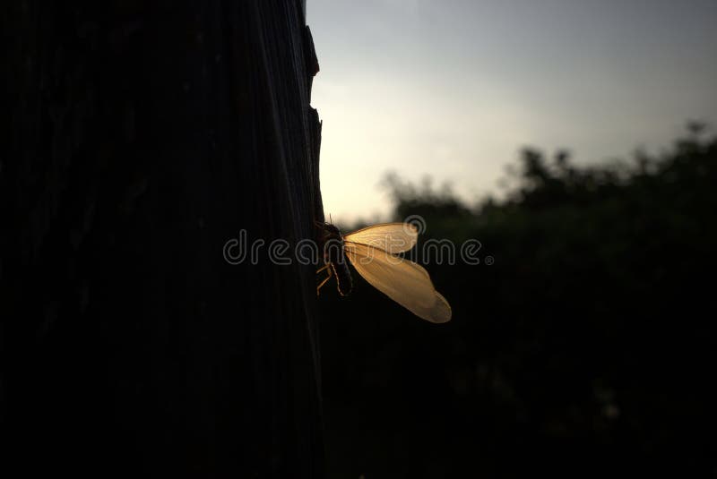 Silhouette of a Flying Termite, Laron or an Isoptera, a Scientific Name ...