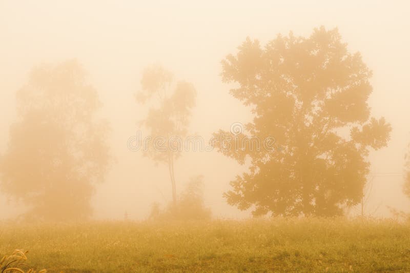 Silhouette Forest with Fog and Sunset. Stock Image - Image of beautiful ...