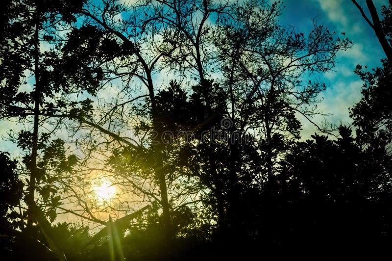 Silhouette of the Forest in the Morning with Sunlight through the Gaps ...