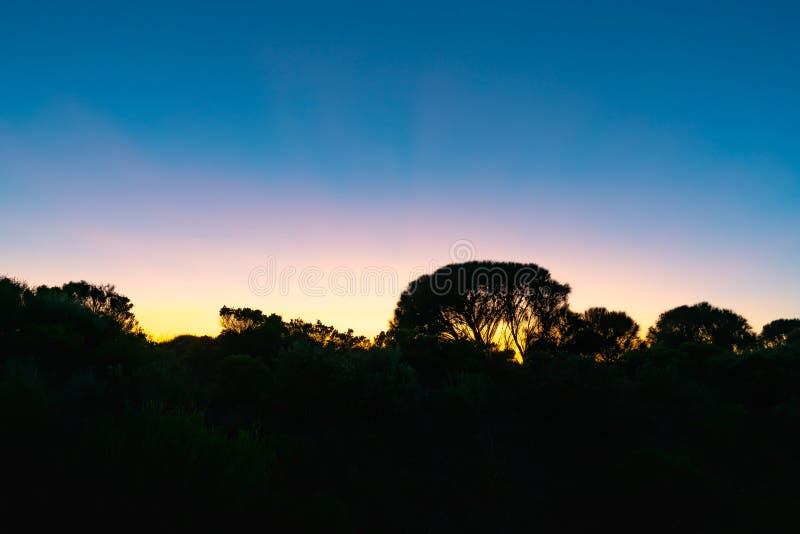 102 Tree Line Silhouette Under Sunset Stock Photos - Free & Royalty ...