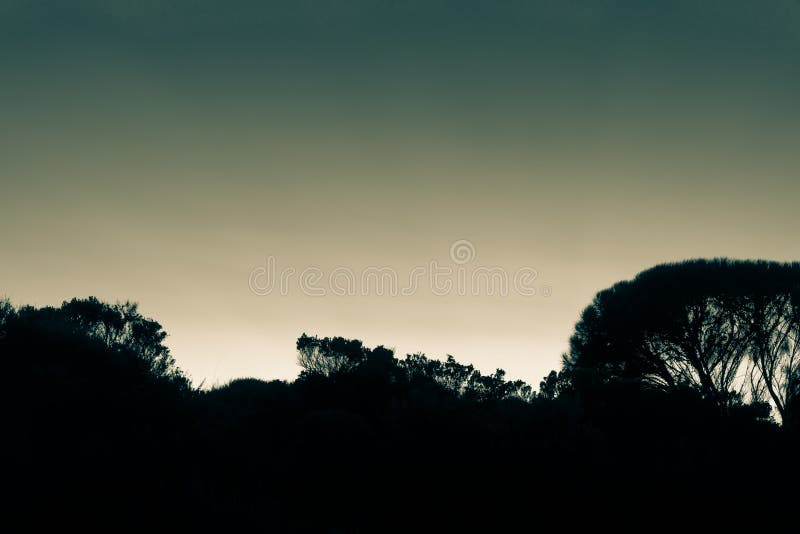 70 Tree Line Silhouette Under Sunset Photos - Free & Royalty-Free Stock ...