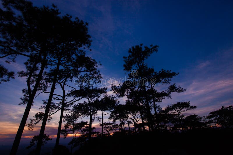 Silhouette Forest View at Evening Stock Image - Image of light, outline ...