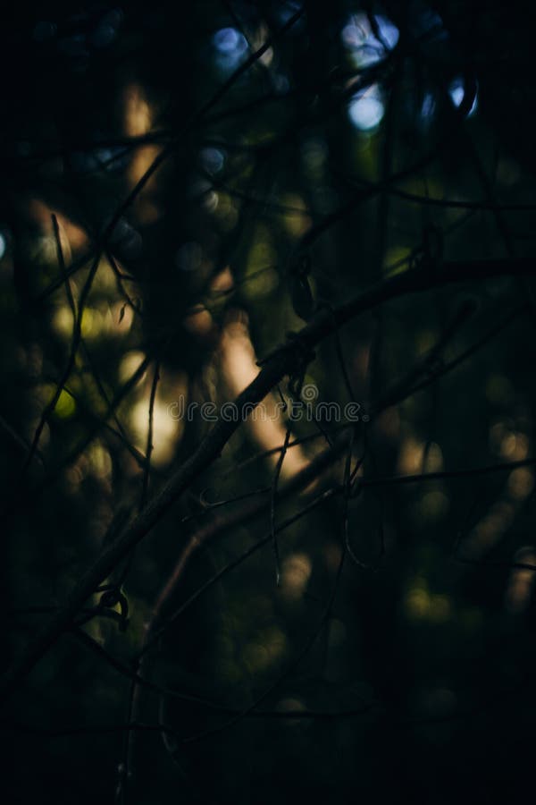 Silhouette of the Forest Vines Low Key Stock Image - Image of symmetry ...