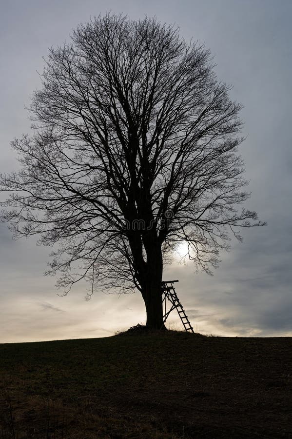 Silhouette of a Free Standing Tree and a Perch Against the Sun Stock ...