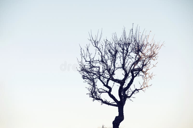 Silhouette of a Fruit Tree without Leaves Stock Image - Image of black ...