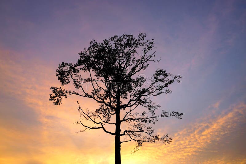Silhouette Giant Tree with Dramatic Sky Background Stock Photo - Image ...