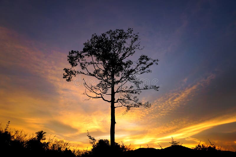 Silhouette Giant Tree with Dramatic Sky Background Stock Image - Image ...