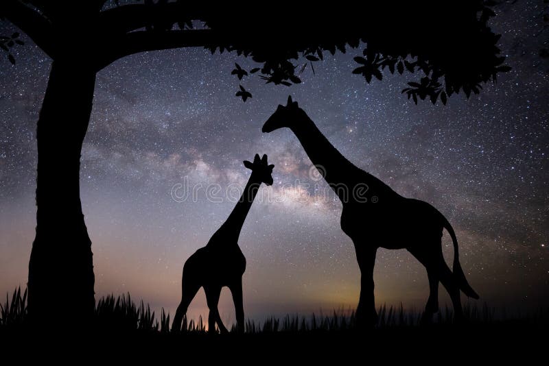 Giraffe Constellation Stock Photos - Free & Royalty-Free Stock Photos ...
