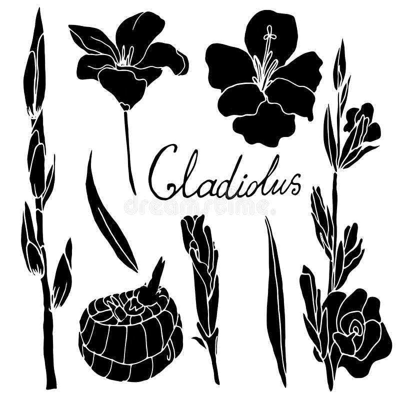 Gladioli Collection Stock Illustrations – 68 Gladioli Collection Stock ...