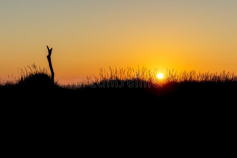 Silhouette of a Grass Field at the Beach during a Sunset Stock Image ...