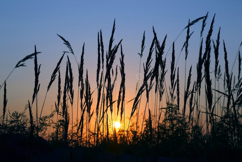 Silhouette of Grass in a Field at Sunset Stock Image - Image of grain ...