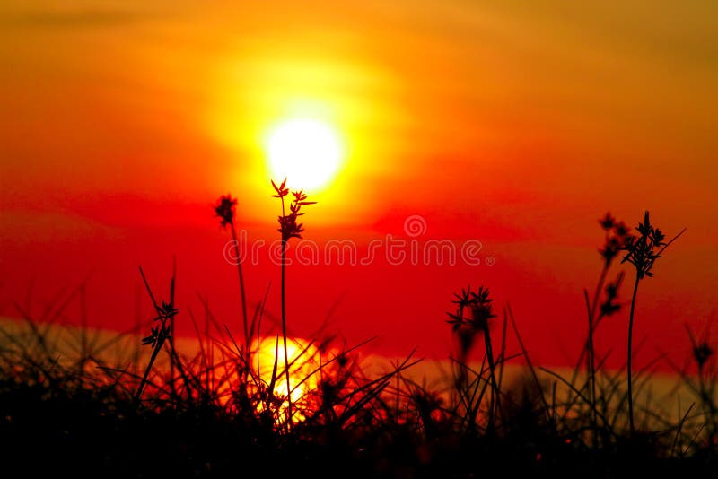 Silhouette Grass and Weed on Beach Blurred Sunset Sky Stock Photo ...