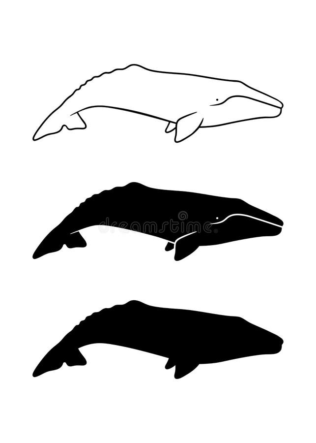 Gray Whale Illustration Stock Illustrations – 781 Gray Whale ...