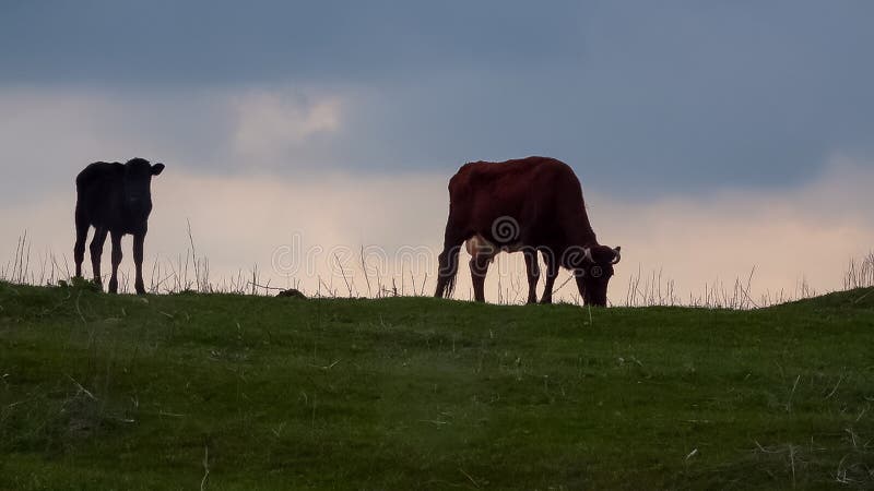 Silhouette of a Grazing Cow with a Calf Against the Evening Sky Stock ...